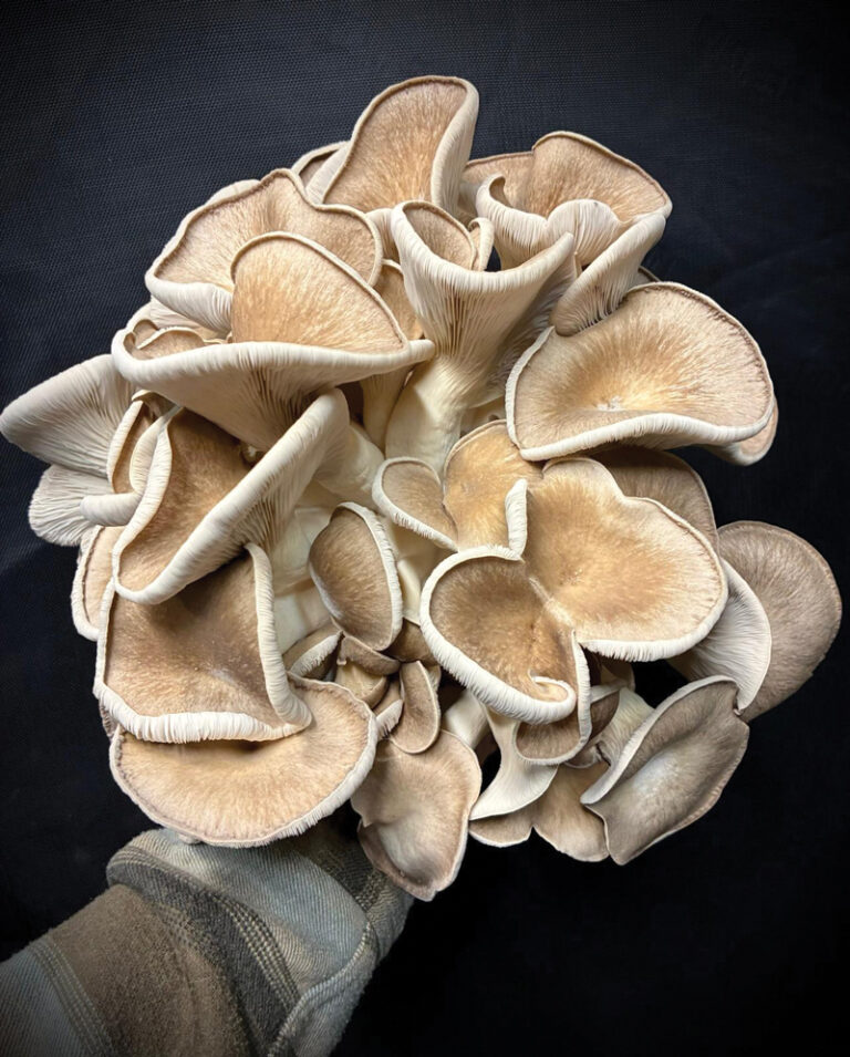 Things We Learned: Of Mushrooms and Mines - Evansville Living Magazine